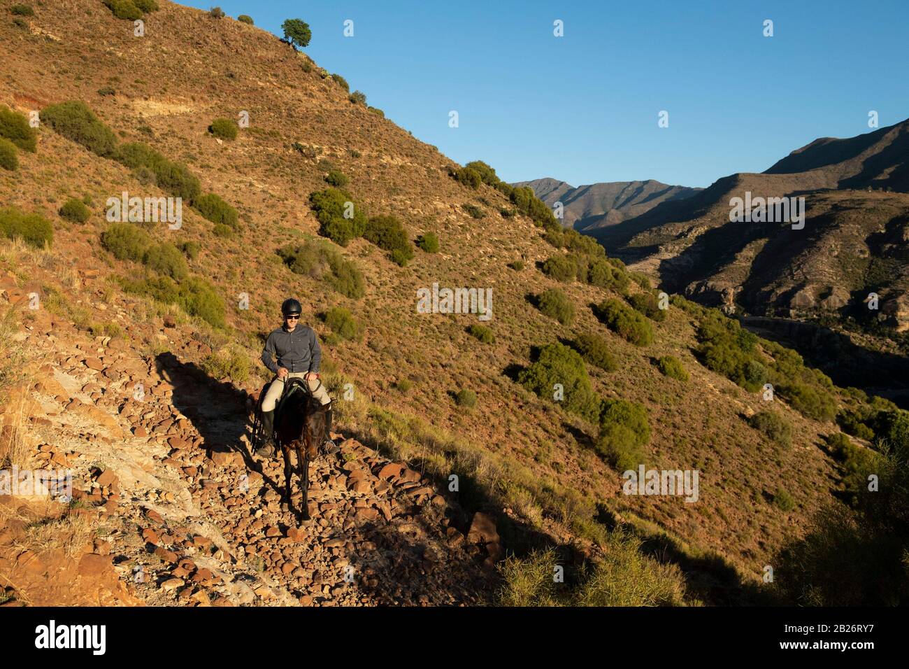 Lesotho basotho pony High Resolution Stock Photography and Images - Alamy