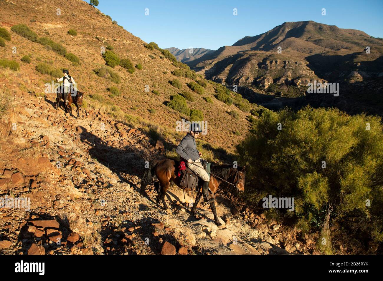 Lesotho basotho pony hi-res stock photography and images - Alamy