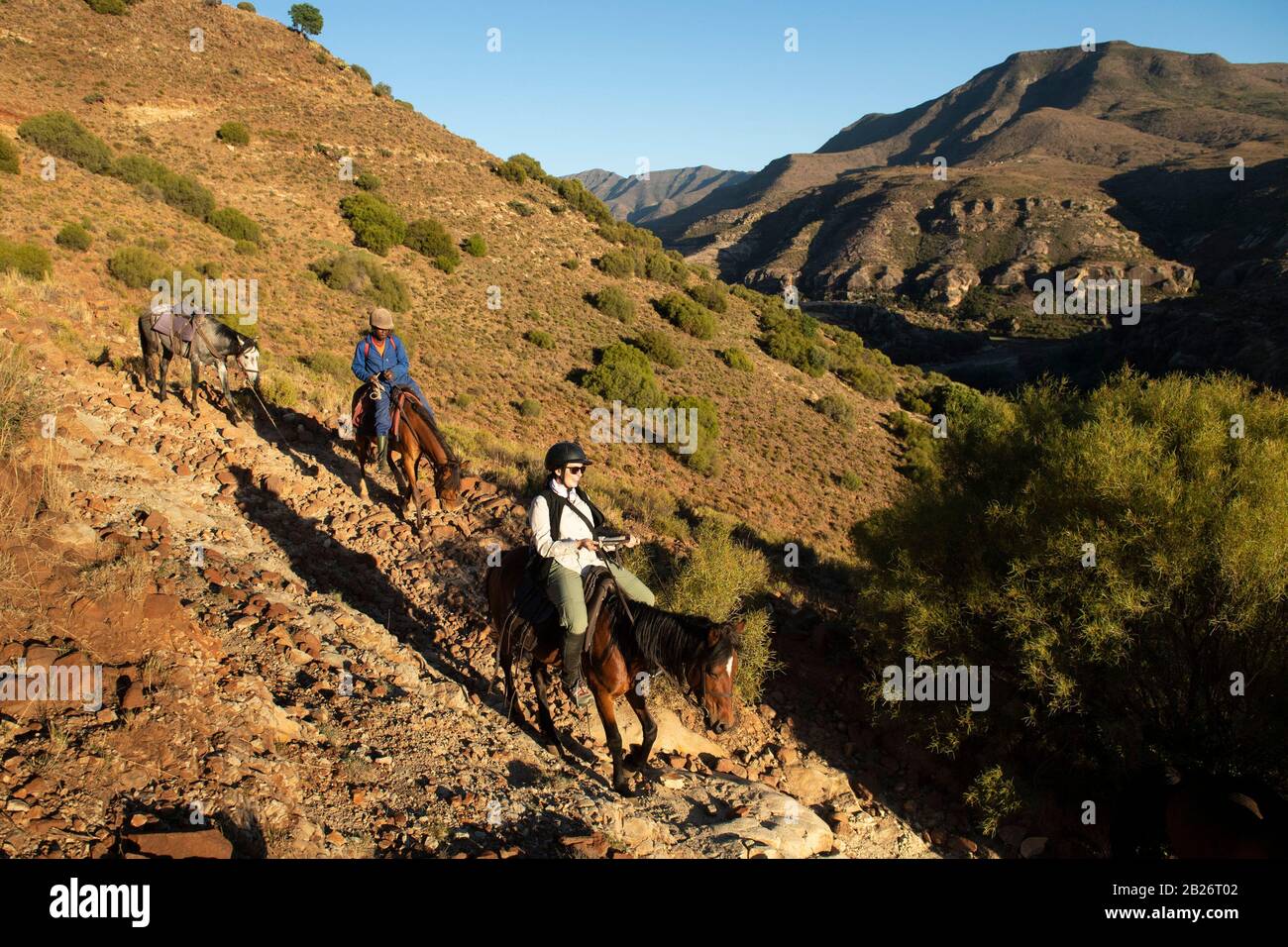 Lesotho basotho pony hi-res stock photography and images - Alamy