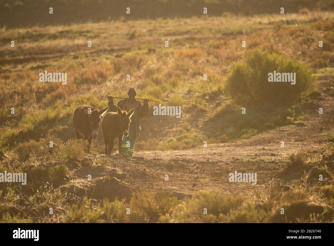 Basotho Donkey High Resolution Stock Photography and Images - Alamy