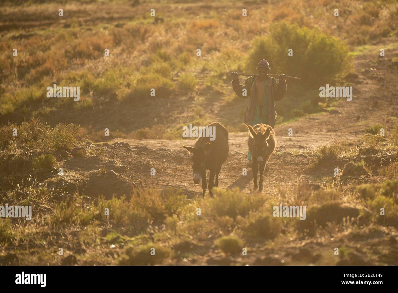 Basotho Donkey High Resolution Stock Photography and Images - Alamy