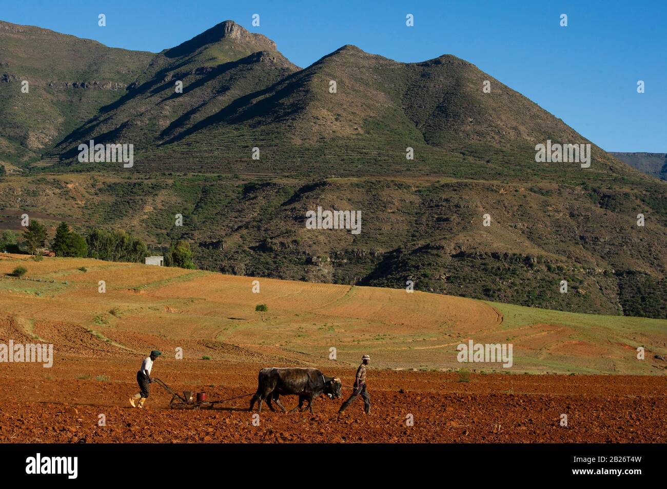 Basotho people farming hi-res stock photography and images - Alamy
