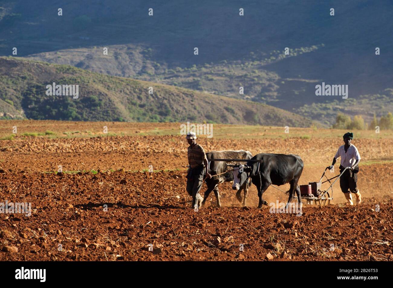 Basotho people farming hi-res stock photography and images - Alamy