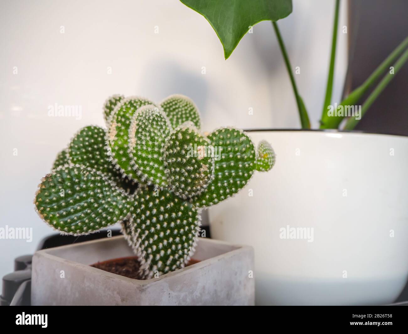 Small opuntia microdasys, also known as a bunny ears cactus, with ...