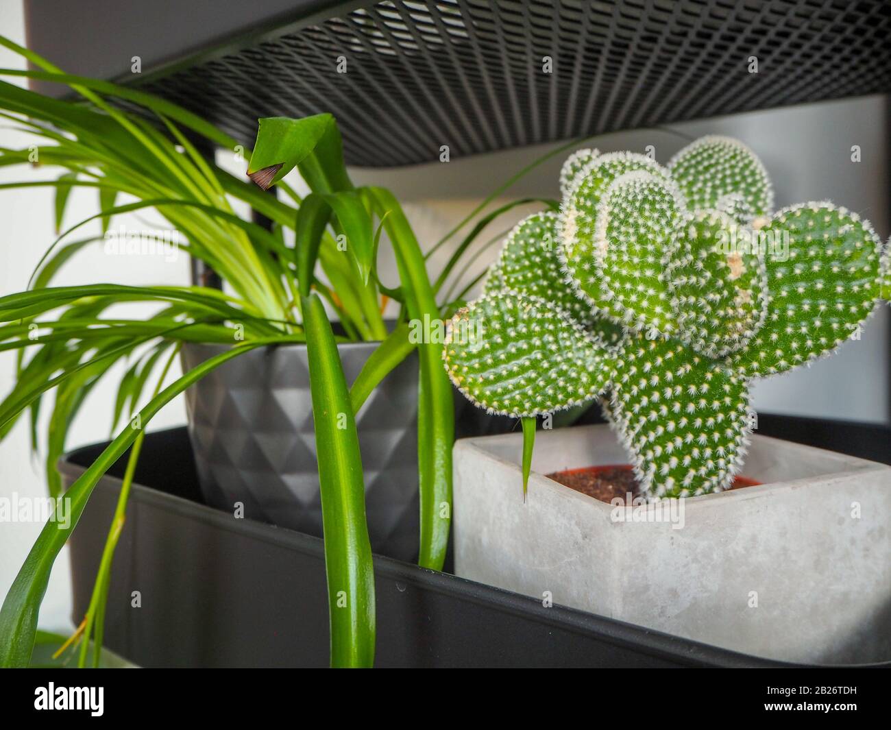 Opuntia microdasys pot hi-res stock photography and images - Alamy