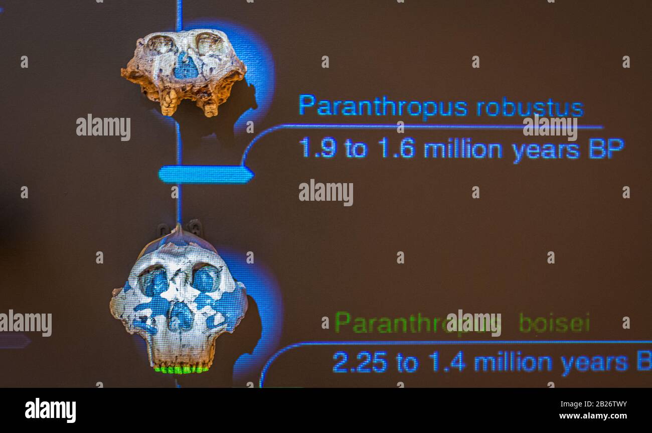 Paranthropus Robustus Map