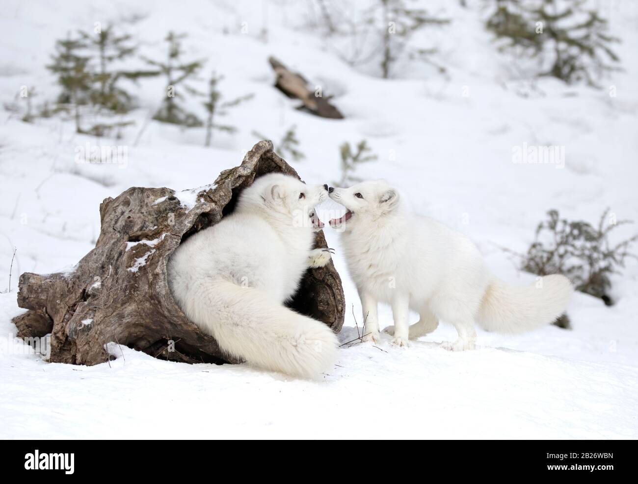Two Arctic fox (Vulpes lagopus) playing with each other in the winter ...