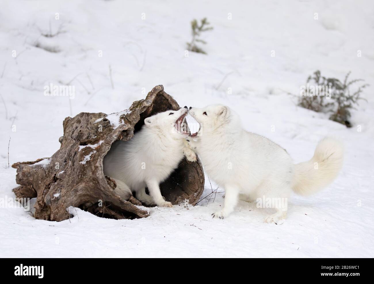 Two Arctic fox (Vulpes lagopus) playing with each other in the winter ...