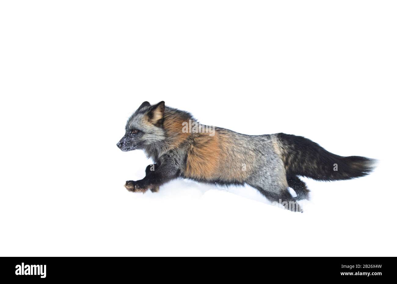 Cross Fox (a partially melanistic colour variant of the red fox ...
