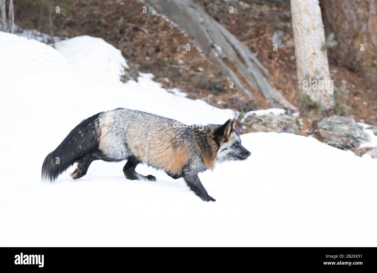 Cross Fox (a partially melanistic colour variant of the red fox ...
