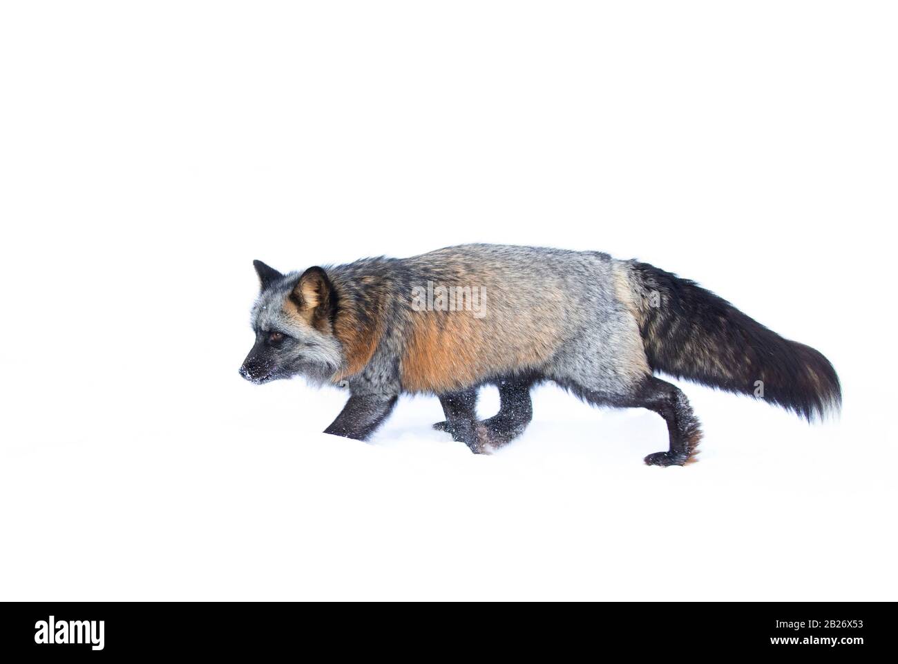 Cross Fox (a partially melanistic colour variant of the red fox ...