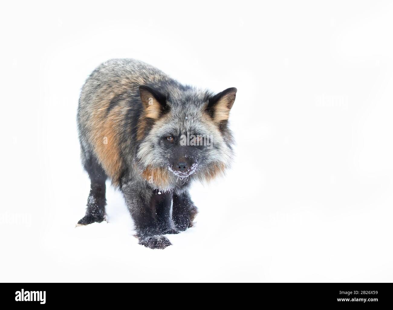 Cross Fox (a partially melanistic colour variant of the red fox ...