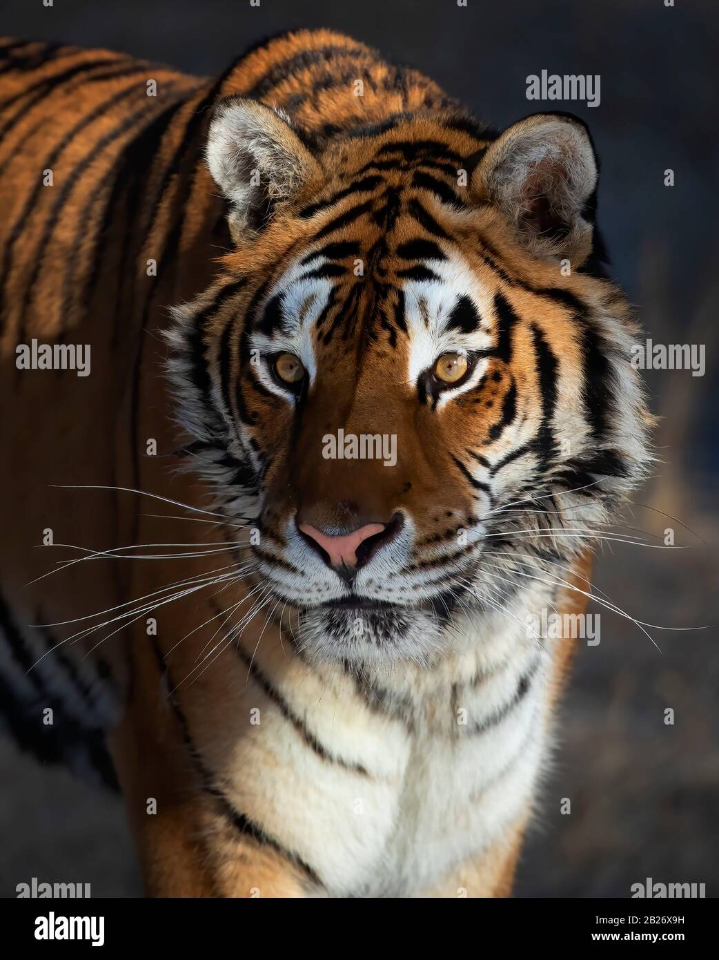 Siberian Tiger (Panthera tigris altaica) portrait in Montana, USA Stock ...