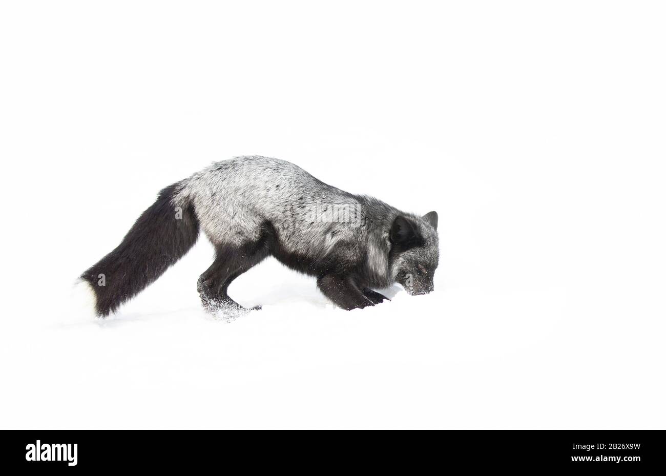 Silver fox (Vulpes vulpes) a melanistic form of the red fox running in ...