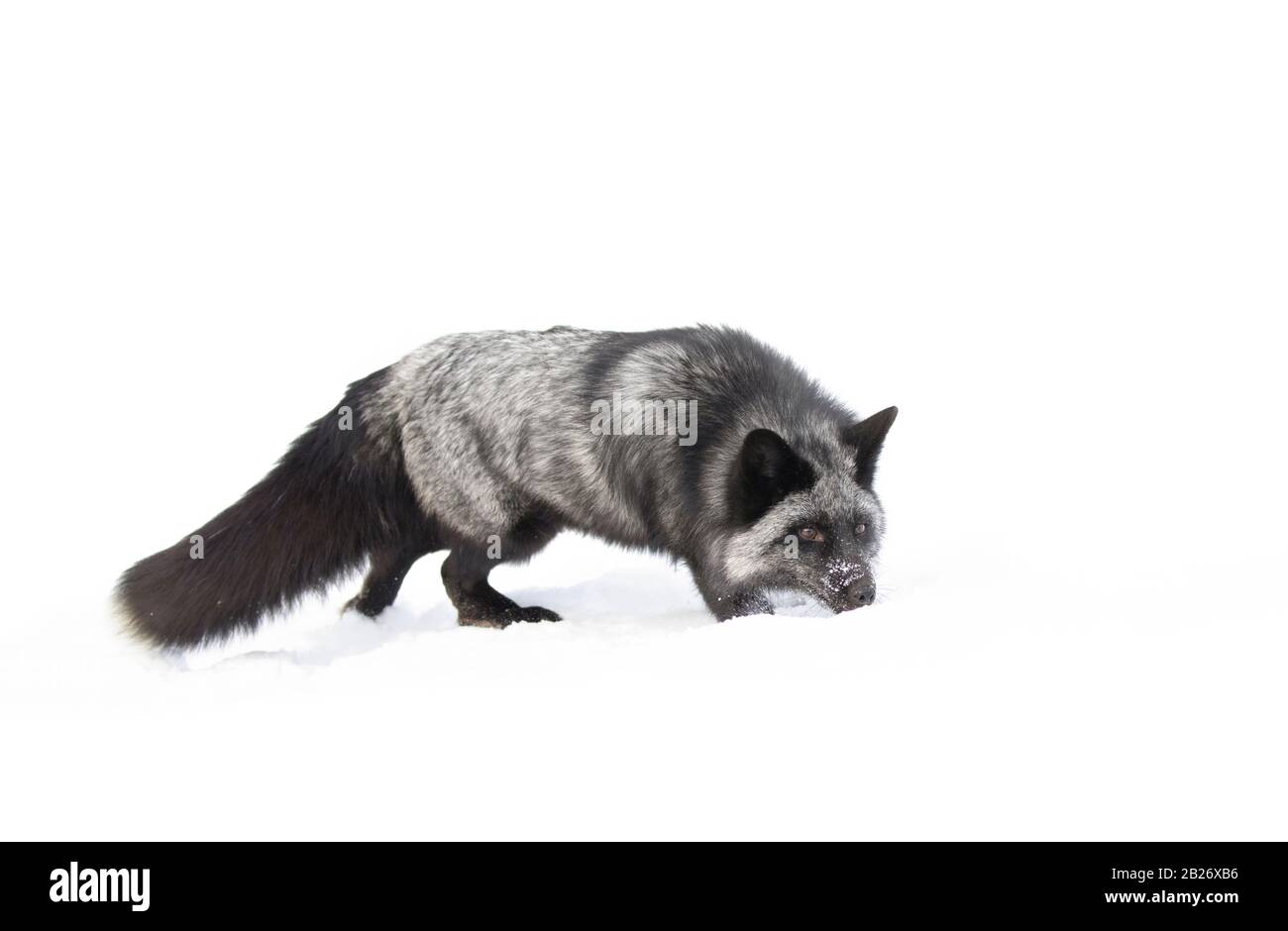 Silver fox (Vulpes vulpes) a melanistic form of the red fox running in ...