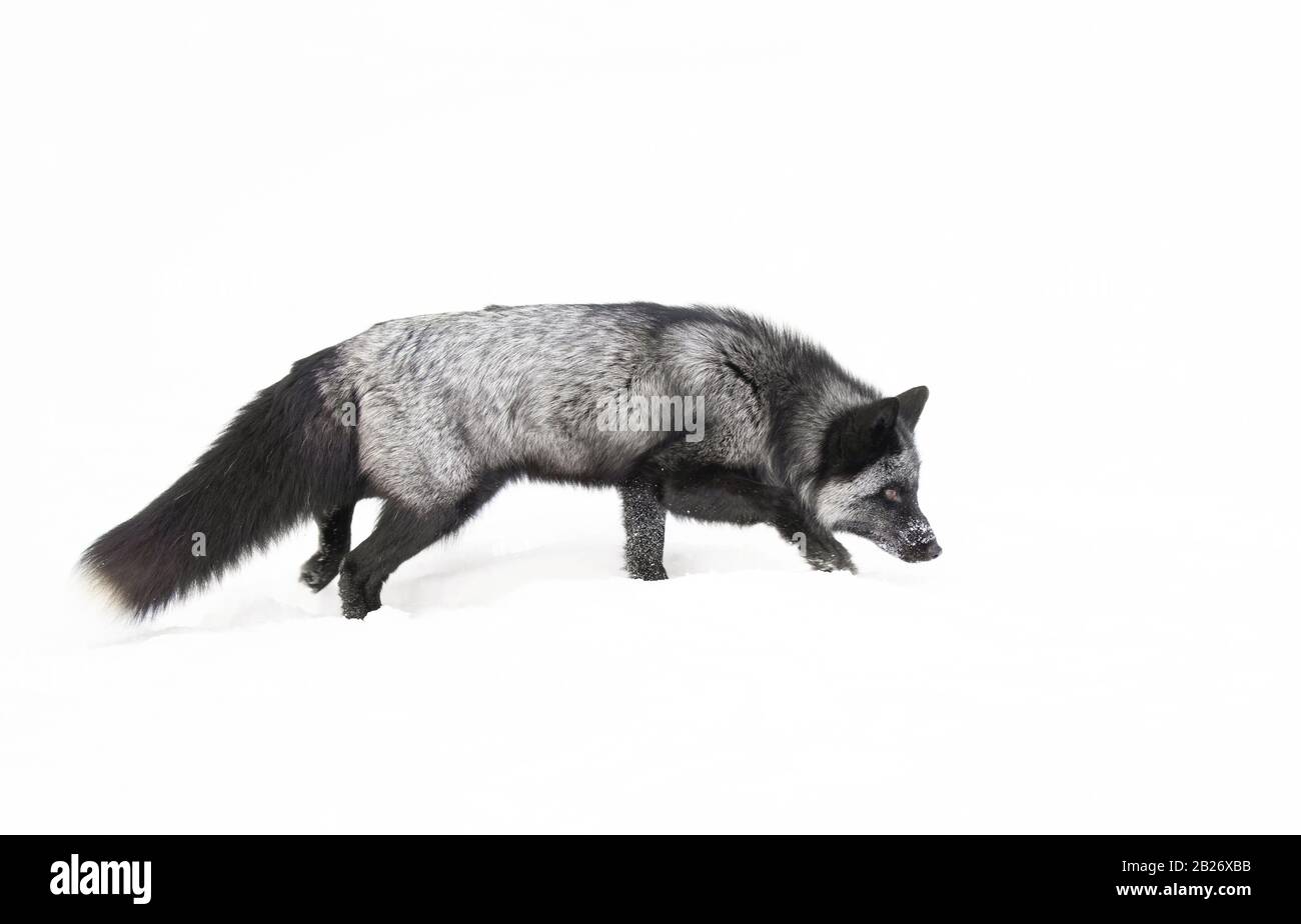 Silver fox (Vulpes vulpes) a melanistic form of the red fox running in ...