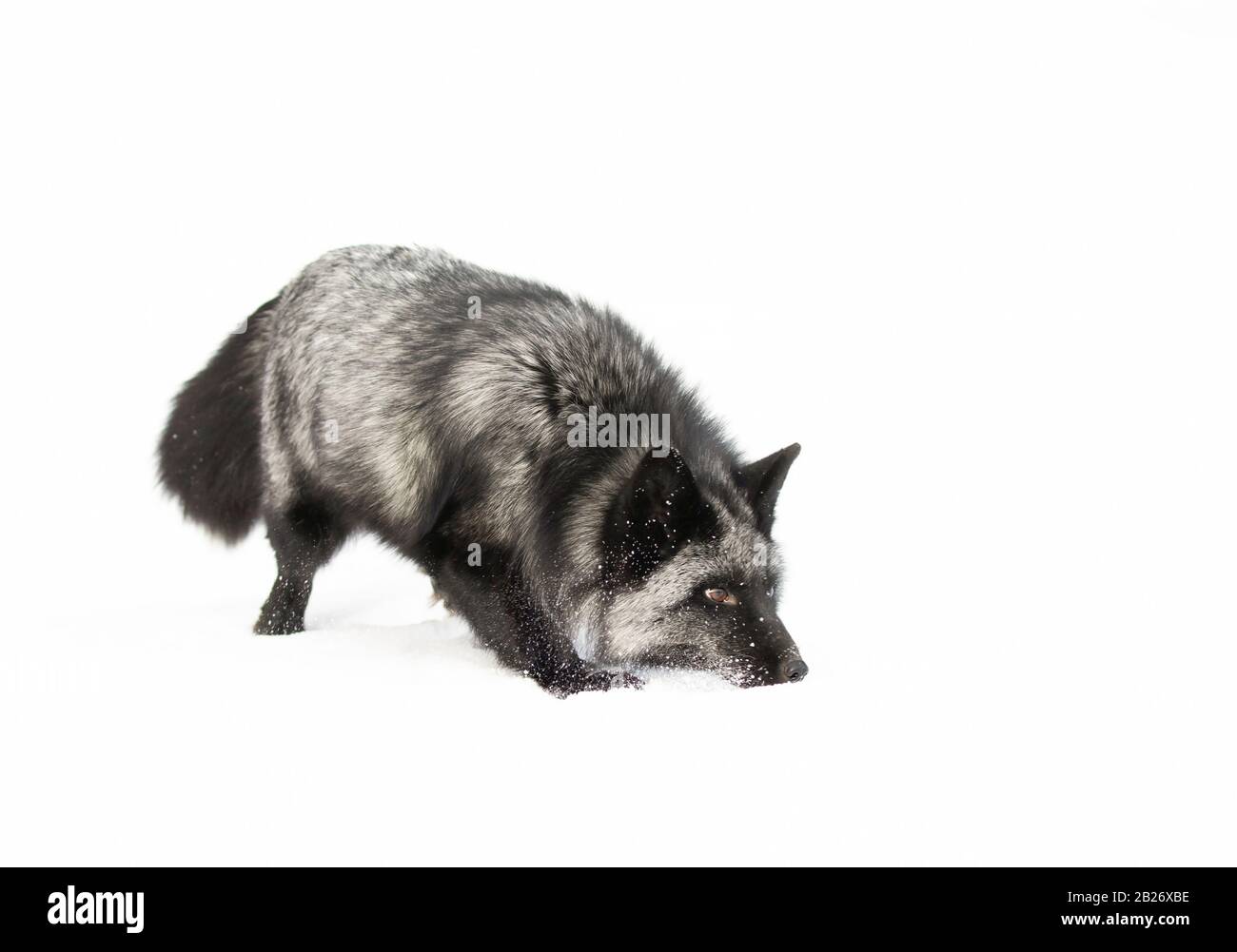 Silver fox (Vulpes vulpes) a melanistic form of the red fox running in ...