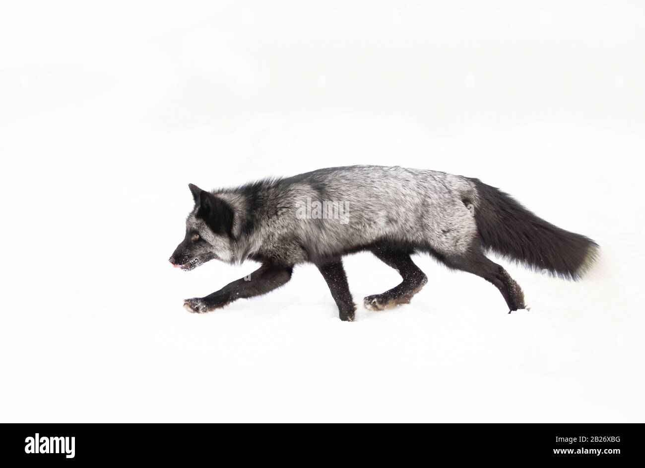 Silver fox (Vulpes vulpes) a melanistic form of the red fox running in ...