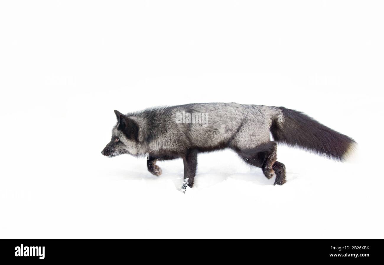 Silver fox (Vulpes vulpes) a melanistic form of the red fox running in ...