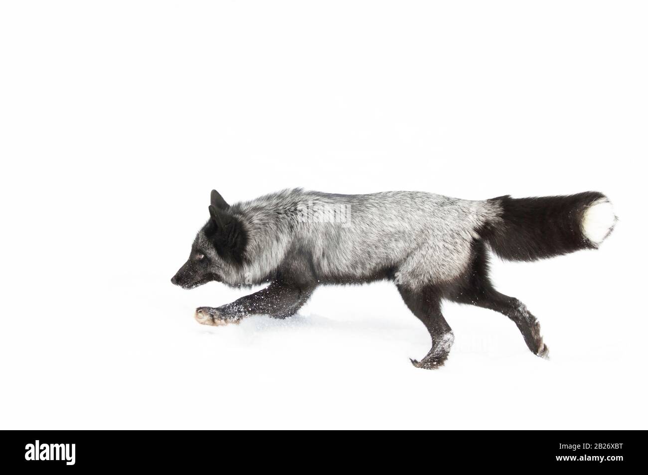 Silver fox (Vulpes vulpes) a melanistic form of the red fox running in ...