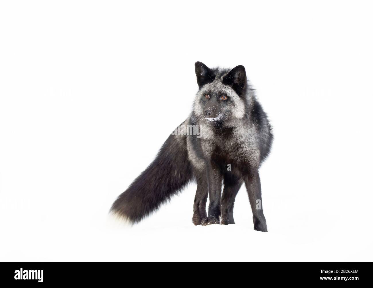 Silver fox (Vulpes vulpes) a melanistic form of the red fox running in ...
