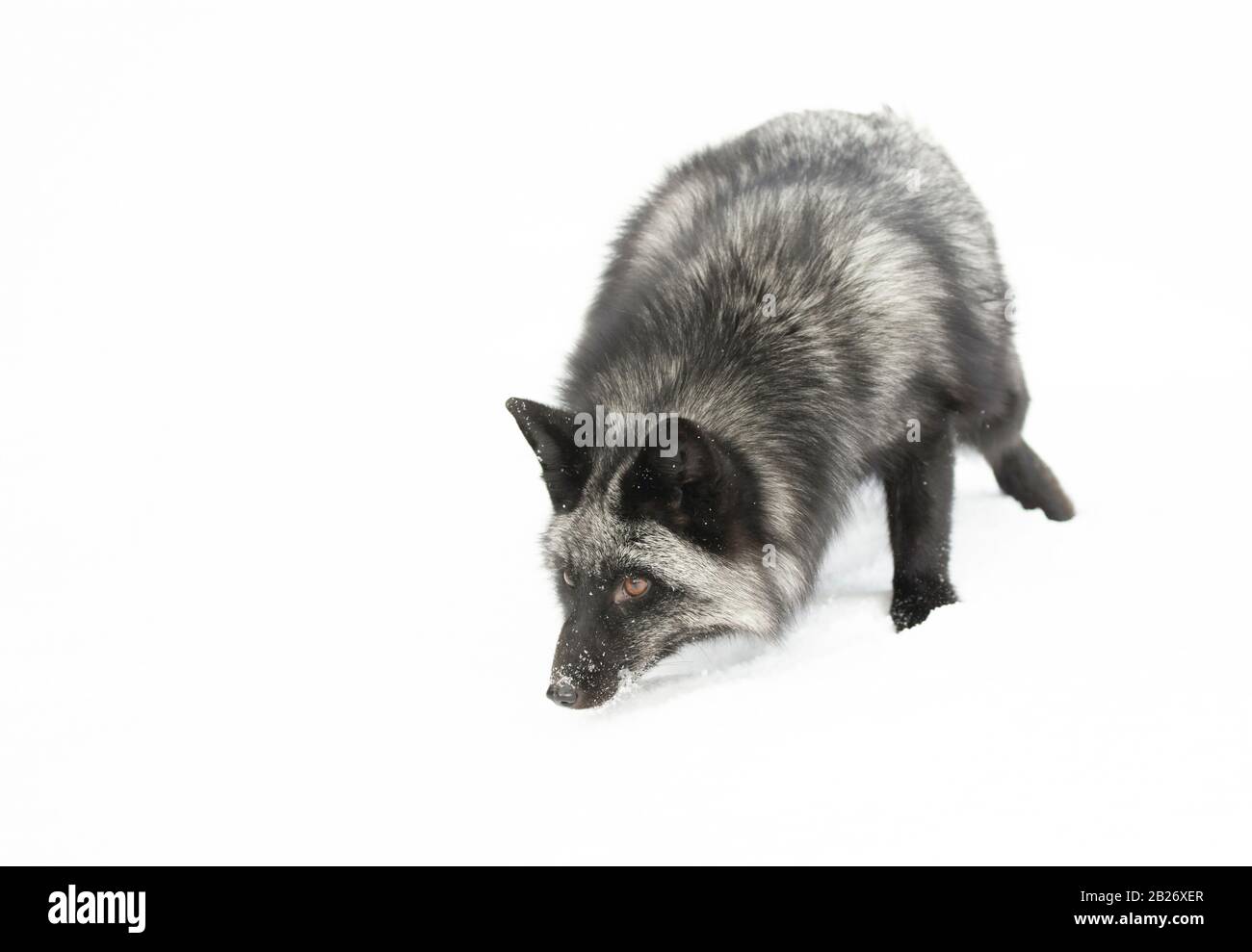Red fox running forest Cut Out Stock Images & Pictures - Alamy