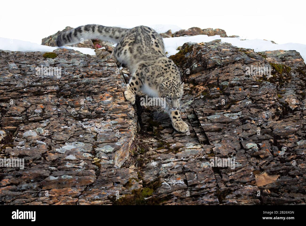 Snow leopard (Panthera uncia) walking on a rocky cliff in winter in ...