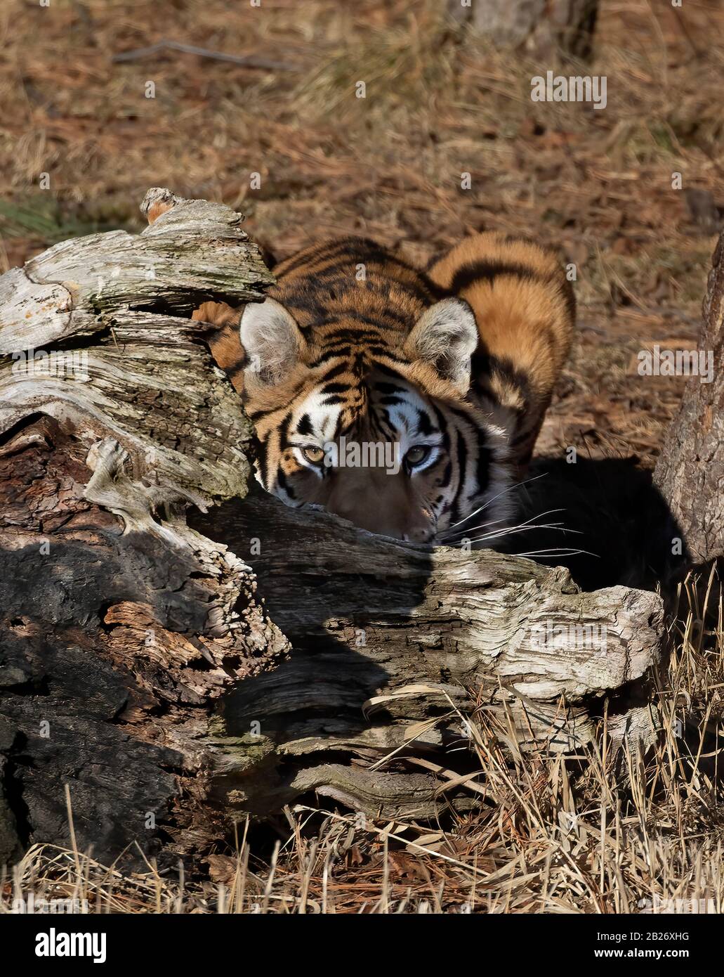 Siberian tiger snow forest hi-res stock photography and images - Alamy