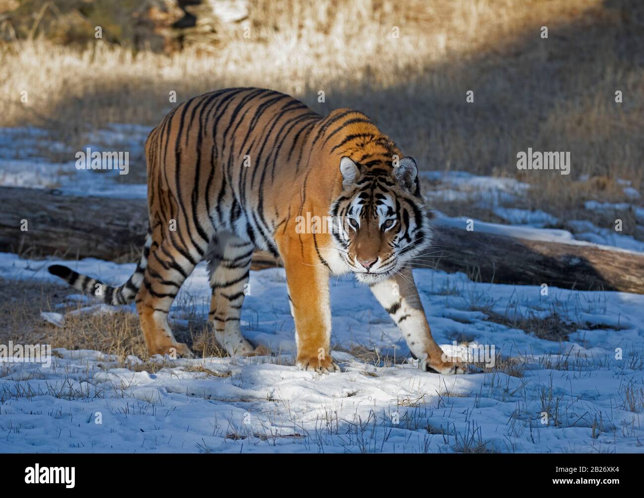 Siberian Tiger (Panthera tigris altaica) walking in the winter snow in Montana, USA Stock Photo ...