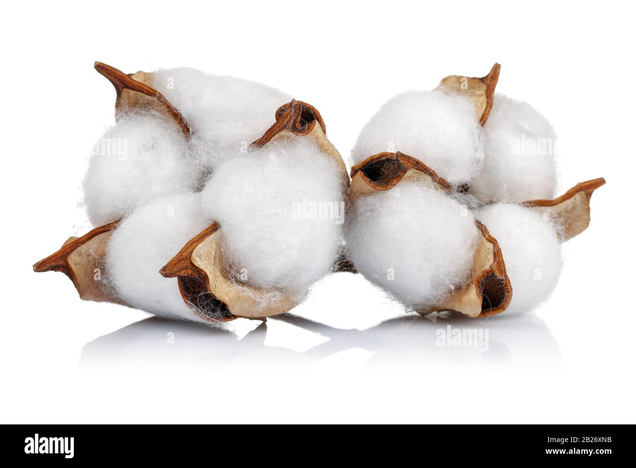 Cotton boll isolated on white background. Studio shot Stock Photo - Alamy
