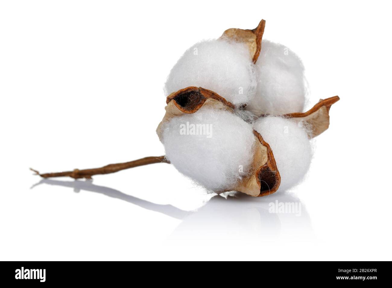 Cotton boll isolated on white background. Studio shot Stock Photo - Alamy