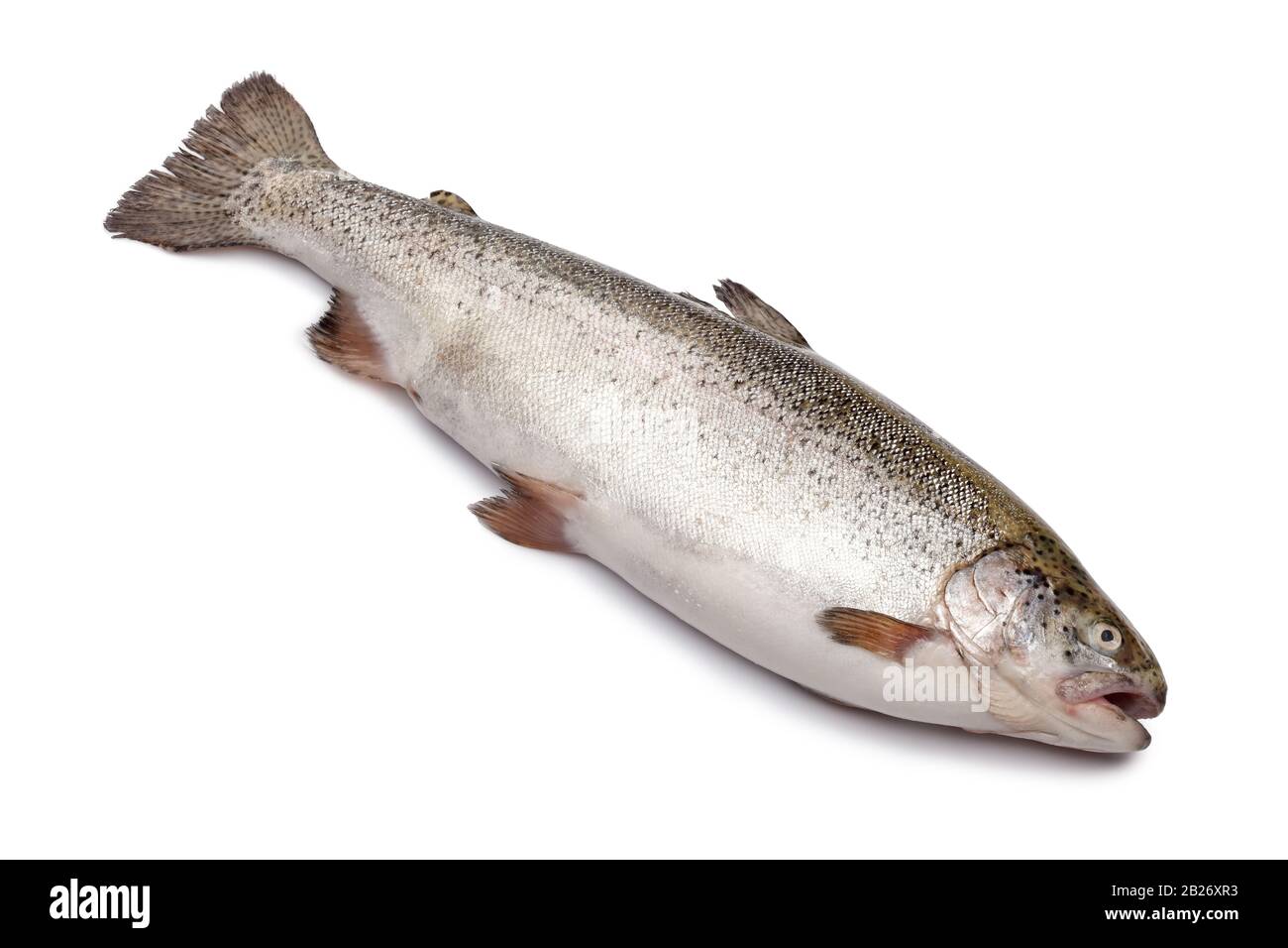 Fresh salmon fish isolated on white background Stock Photo - Alamy