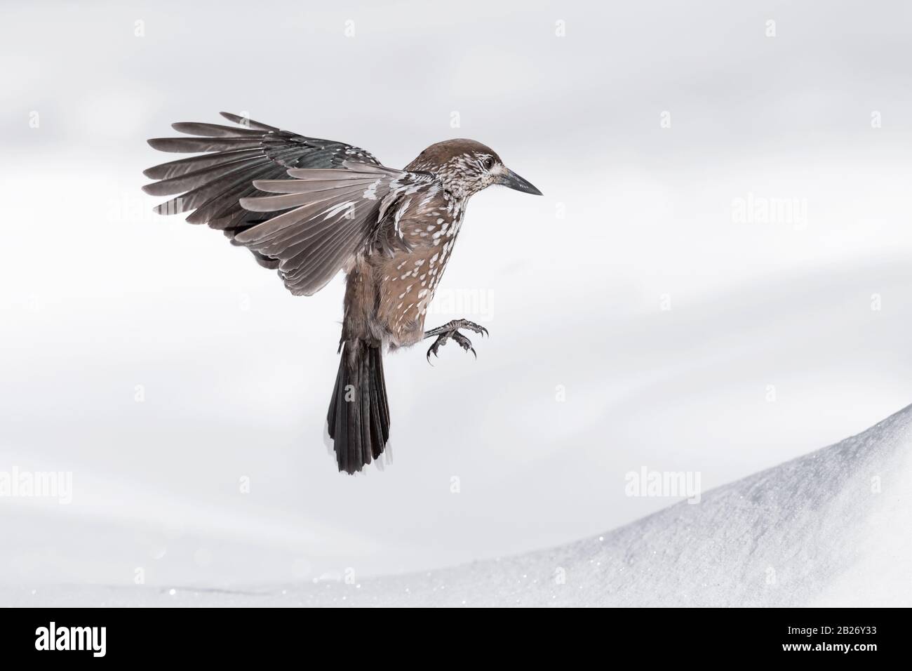 Nutcracker bird uk hi-res stock photography and images - Alamy