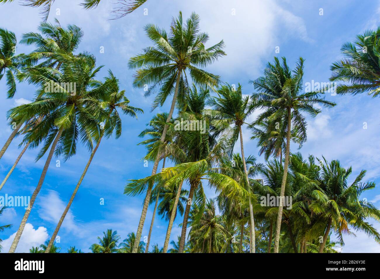 Exotic sea beach tropical island with coconut tree summer vacation ...