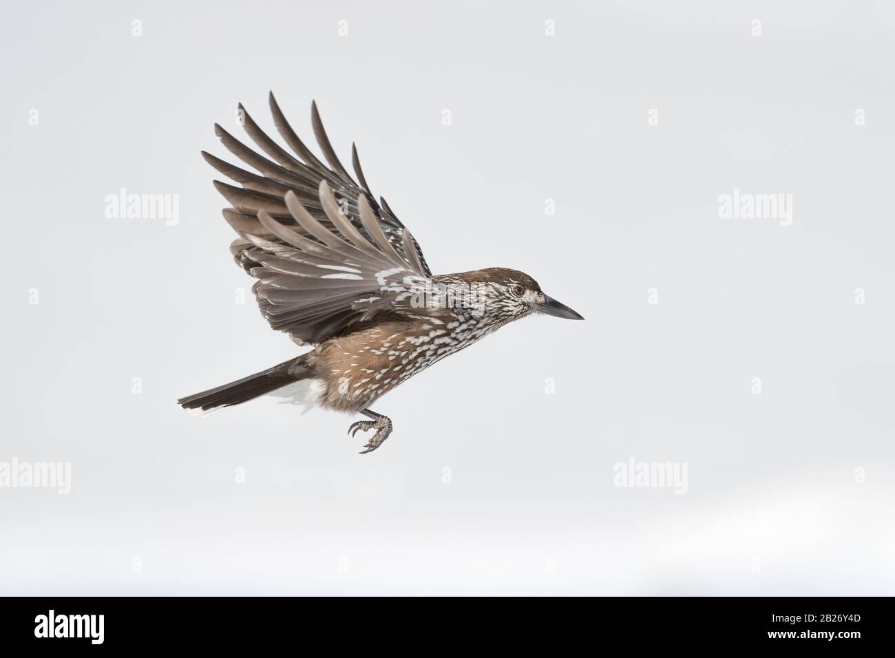 Nutcracker bird uk hi-res stock photography and images - Alamy