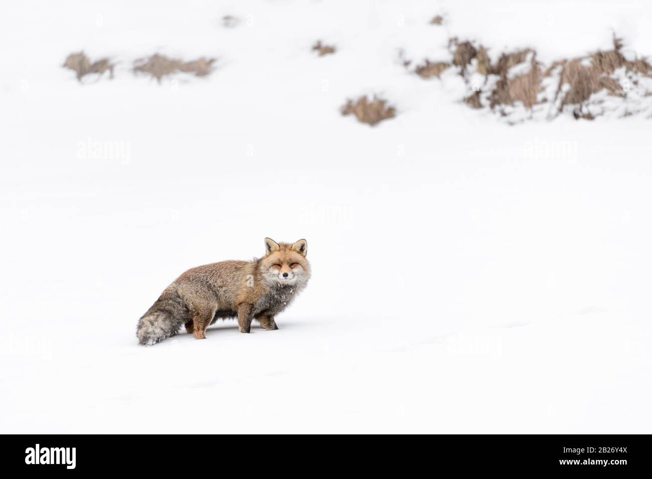 Red fox snow woodland hi-res stock photography and images - Alamy