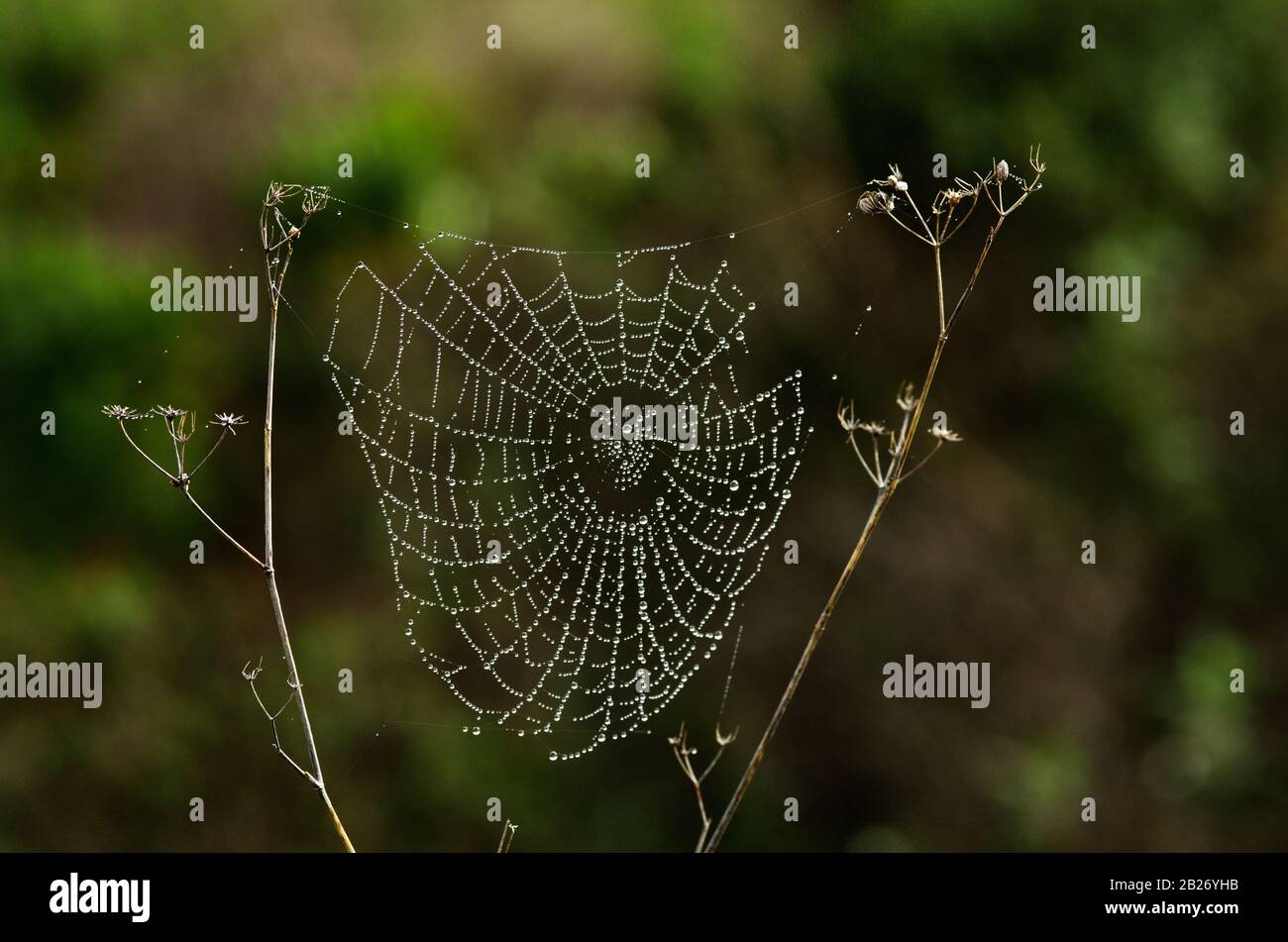 Orbicular spider web with morning dew droplets built between two dry ...