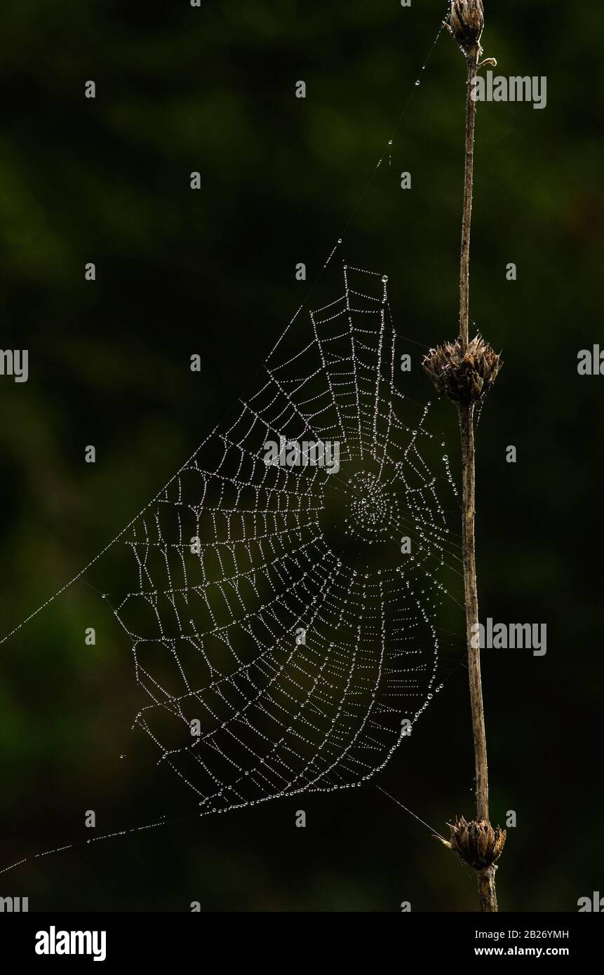 Orbicular spider hi-res stock photography and images - Alamy