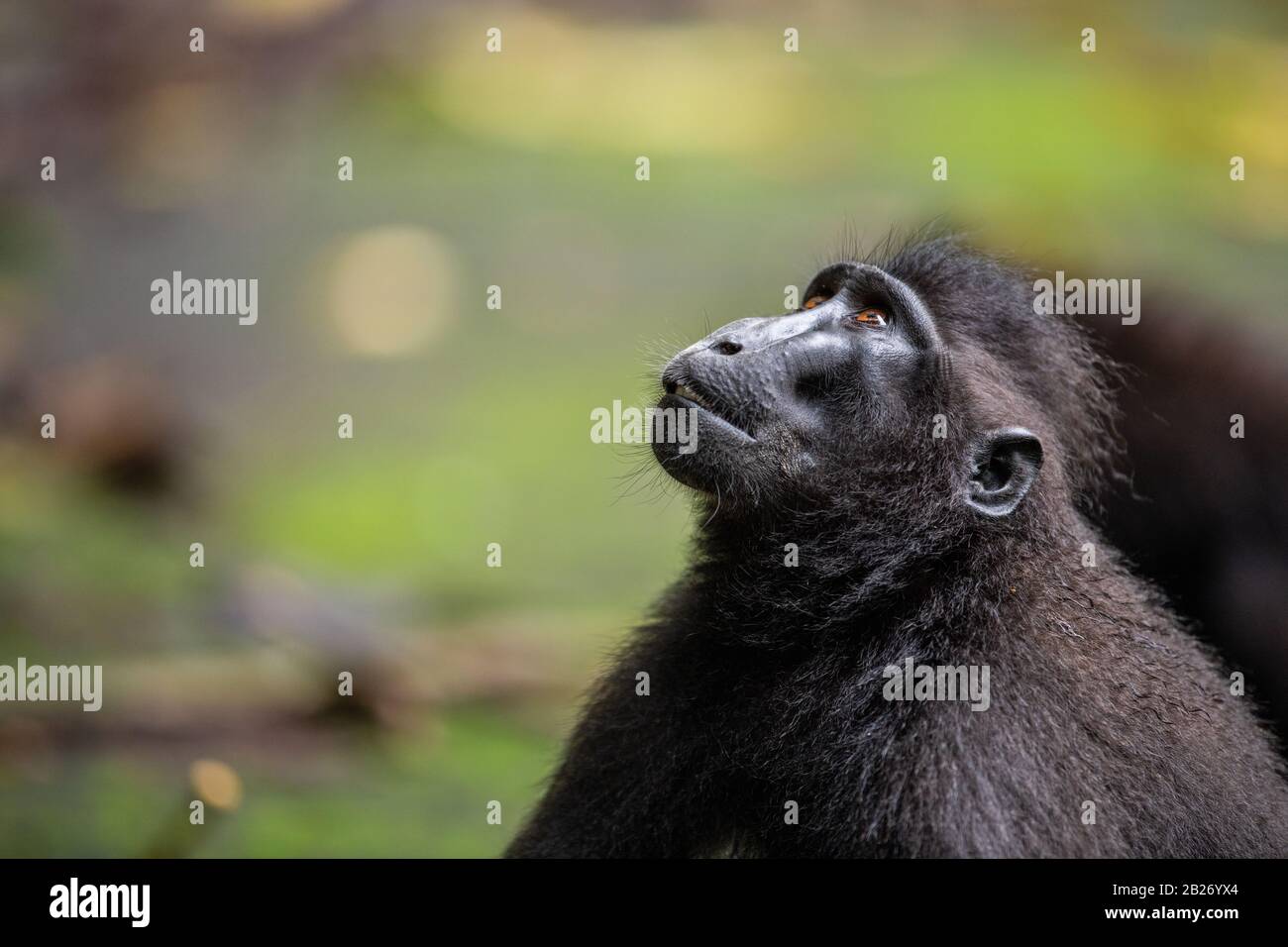 The Celebes crested macaque. Close up, side view. Crested black macaque ...