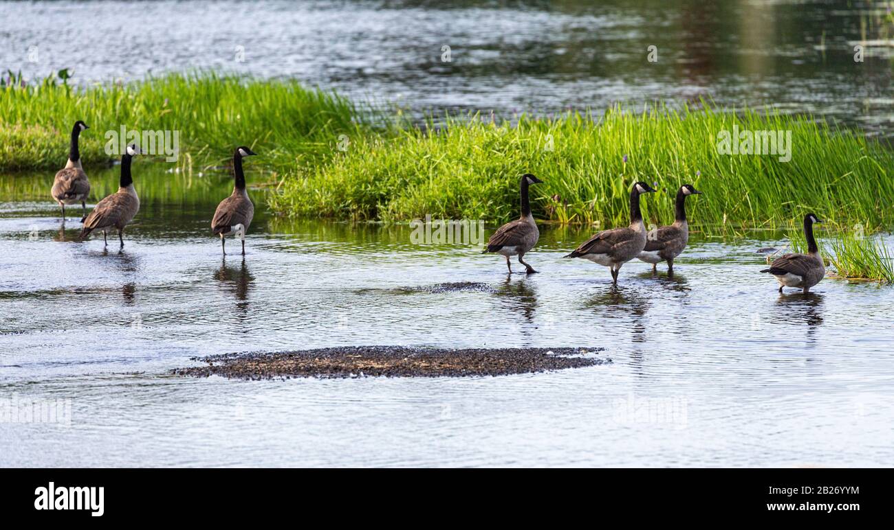 Seven Canada Geese in a row, wading into the water to have a swim Stock ...