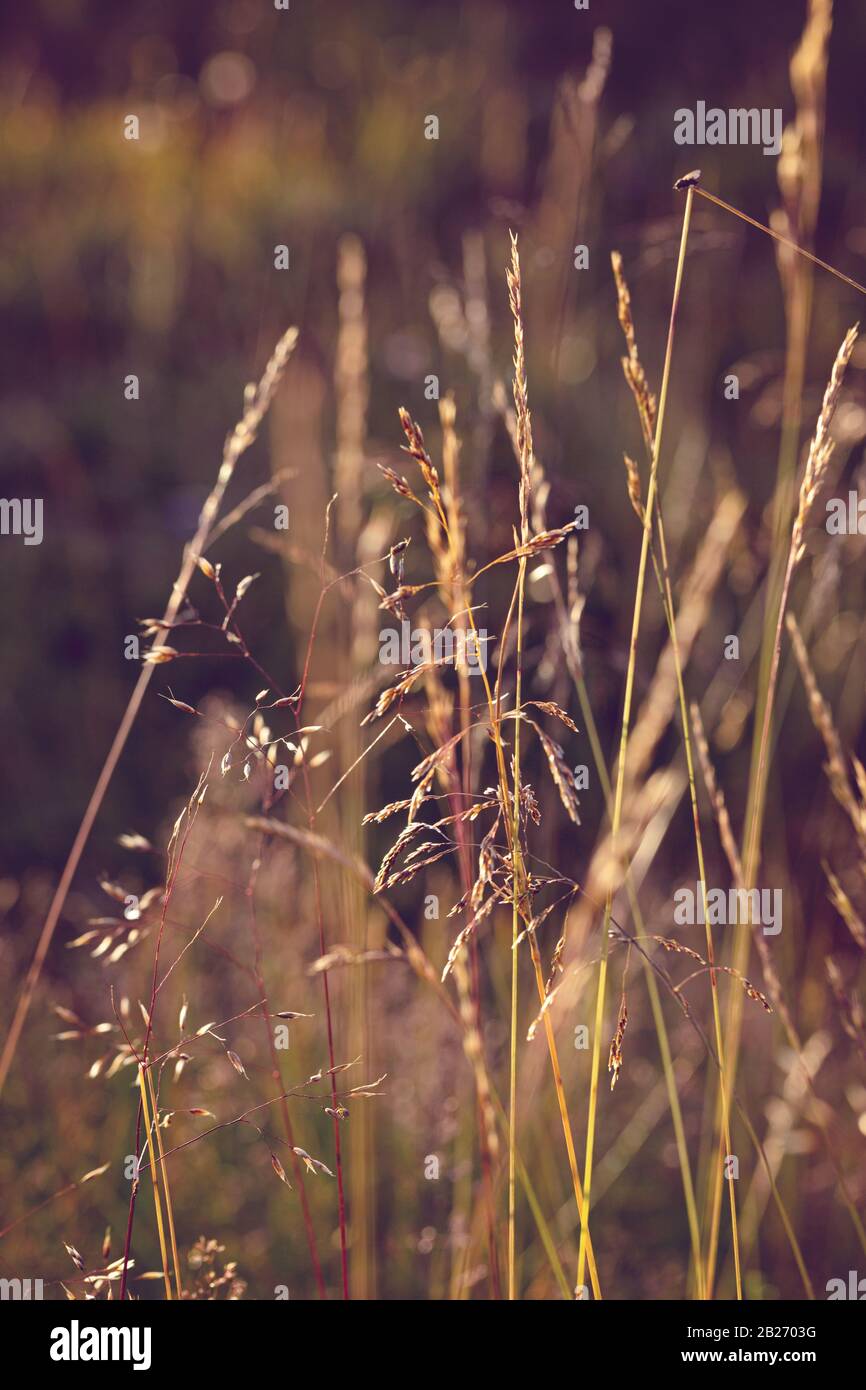 idyllic view of the sunset and wild field Stock Photo - Alamy