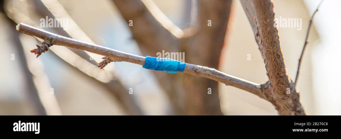 Hand grafted plant hi-res stock photography and images - Alamy