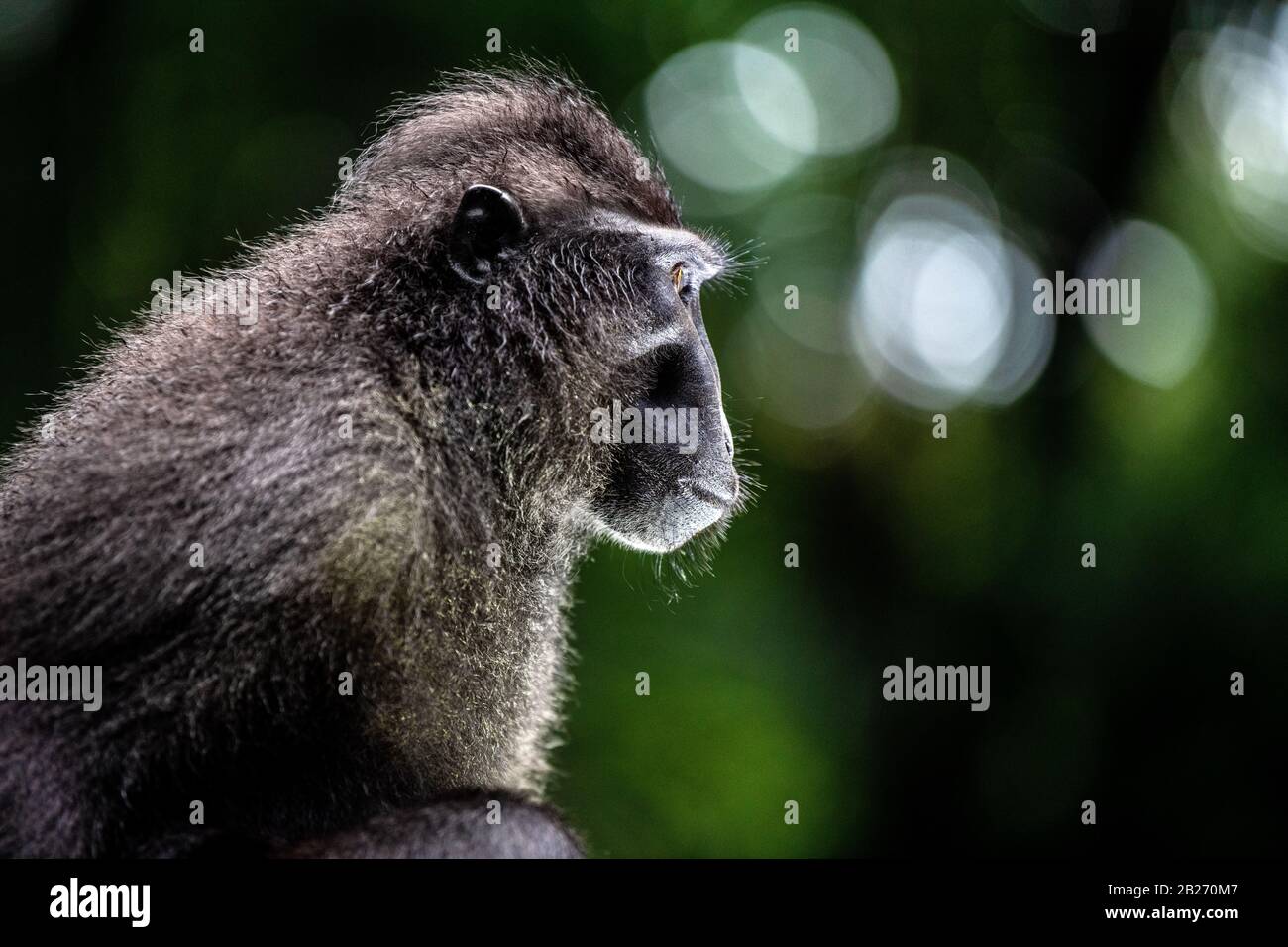 The Celebes crested macaque. Close up, side view. Crested black macaque ...
