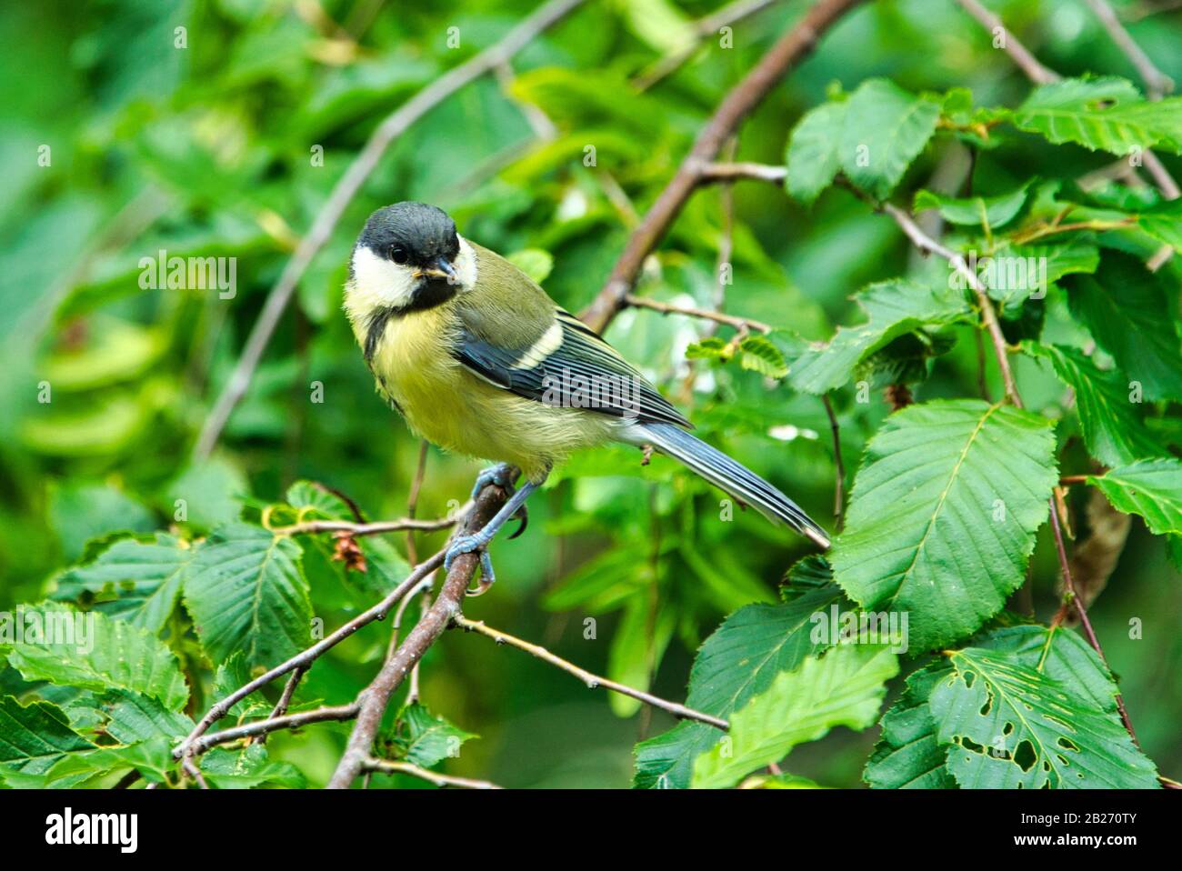 Great Tilt in the wild on green tree Stock Photo - Alamy