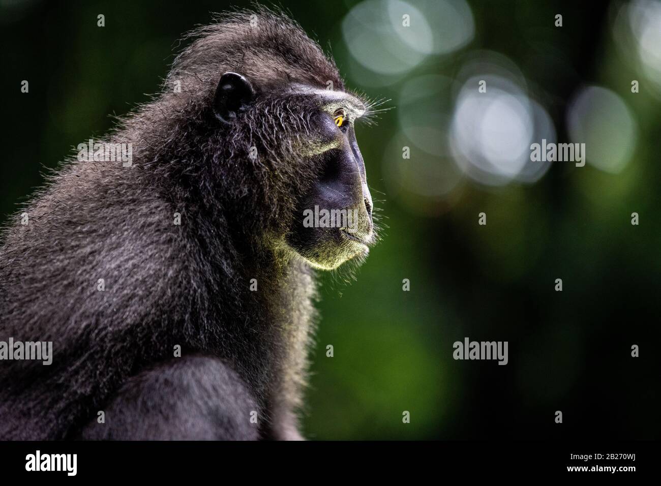 The Celebes crested macaque. Close up, side view. Crested black macaque ...
