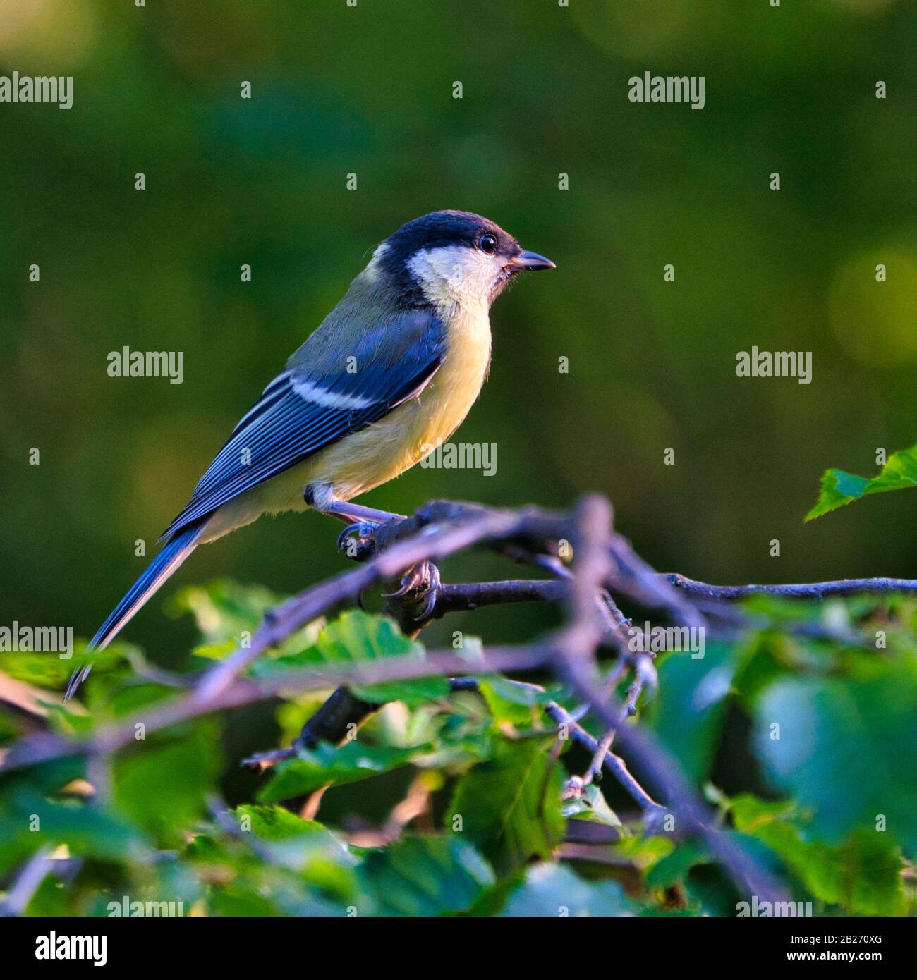 Great Tilt in the wild on green tree Stock Photo - Alamy