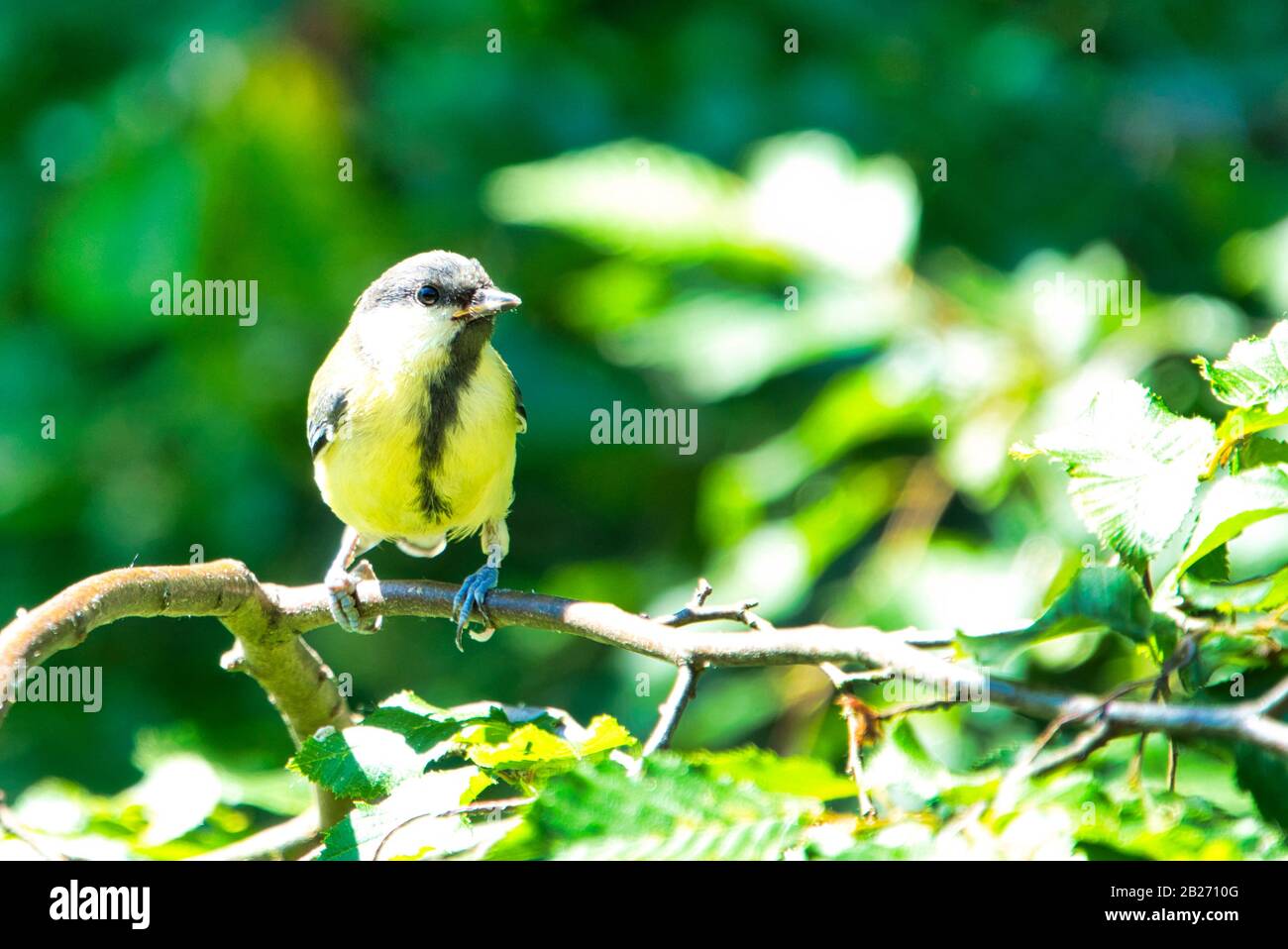 Great Tilt in the wild on green tree Stock Photo - Alamy