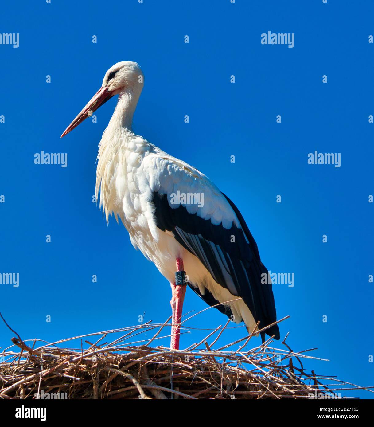 white stork in front of blue sky on nest Stock Photo - Alamy