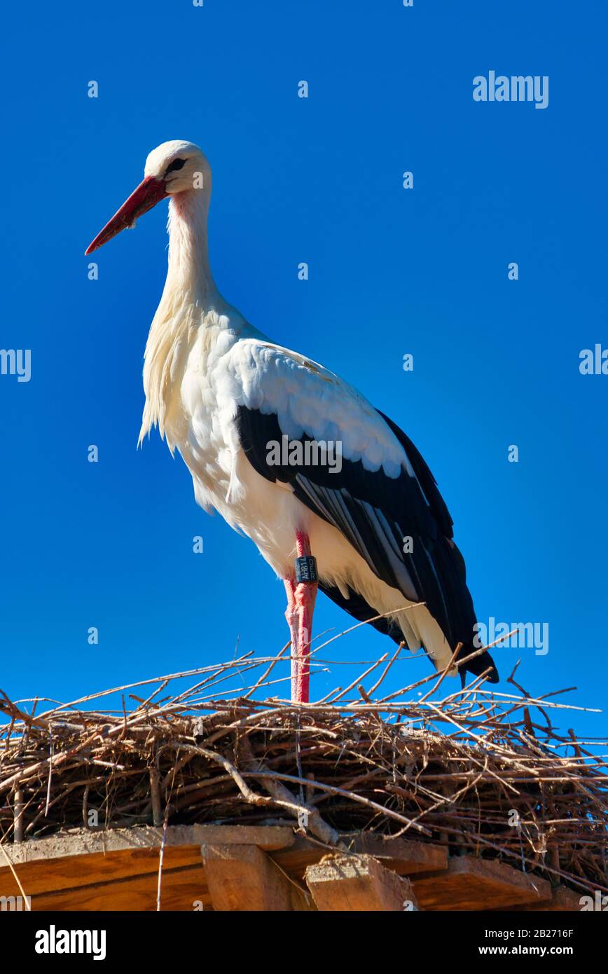 white stork in front of blue sky on nest Stock Photo - Alamy