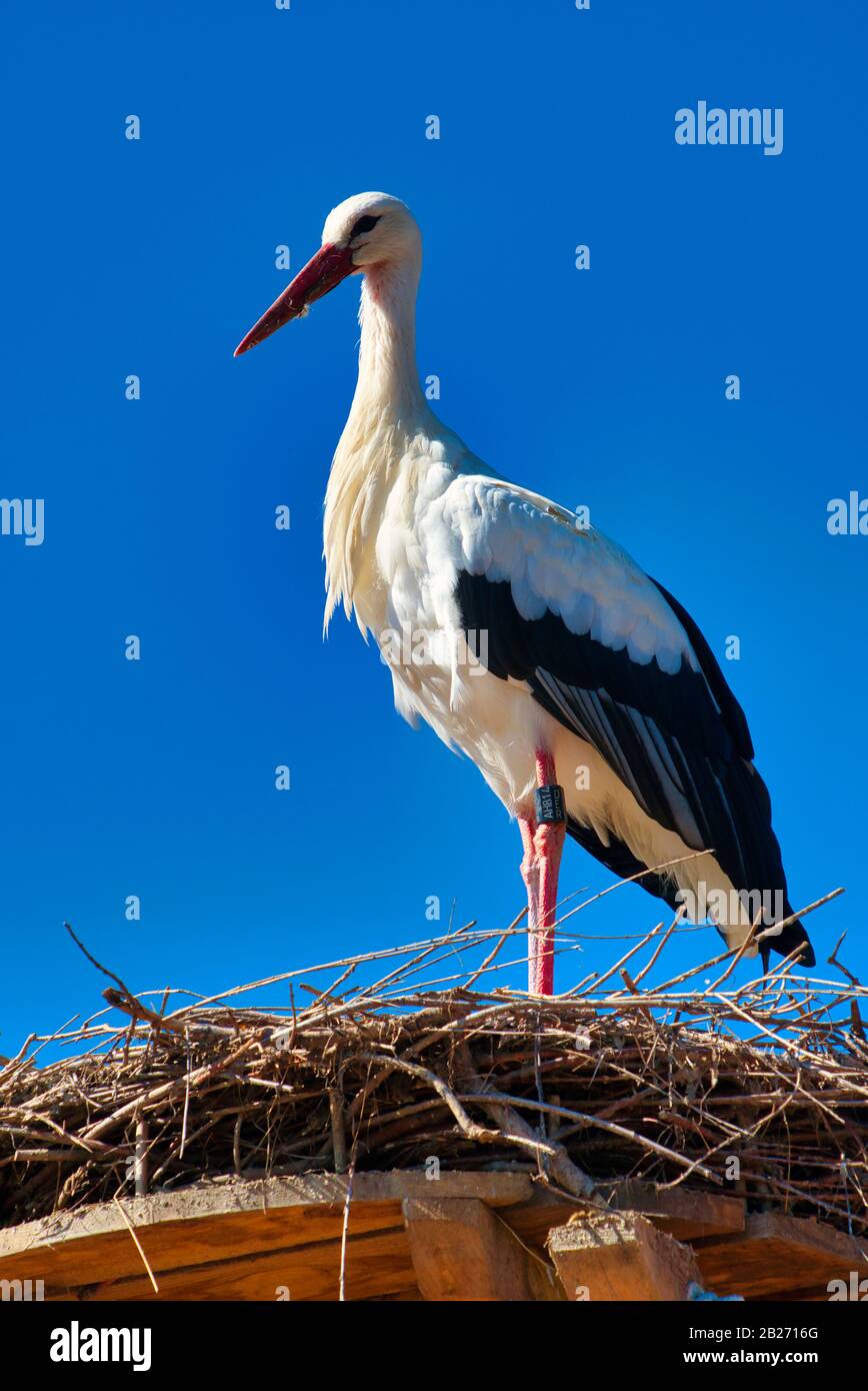Ornithology fauna hi-res stock photography and images - Alamy